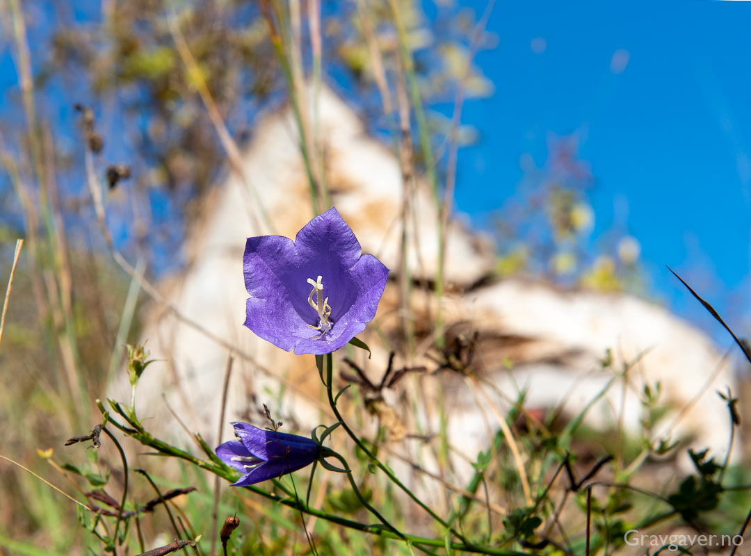 Nes kirkeruiner på Romerike i Akershus - Gravgaver.no